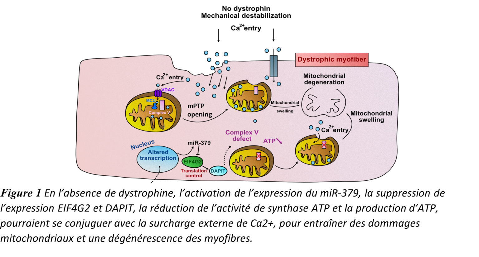 Publication : Généthon contribue à clarifier un mécanisme moléculaire ...